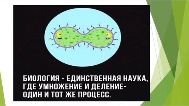 Деление клетки