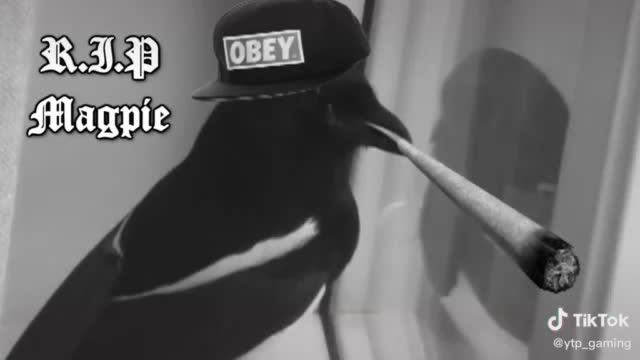 thug Life Bird