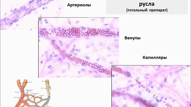 Лекция 1. Сердечно-сосудистая система. Сосуды. Сердце | Князева Л.А.
