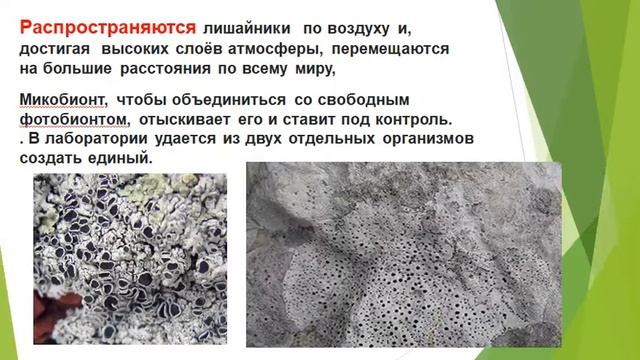 Лишайники