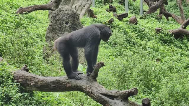 Китай. Гуанчжоу. Зоопарк, часть 1.
