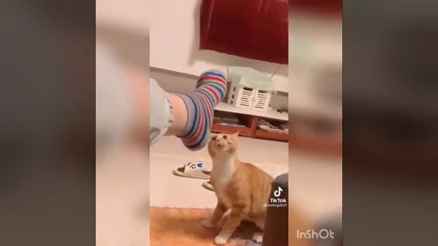 Подборка приколов с животными #27 - смех без конца!