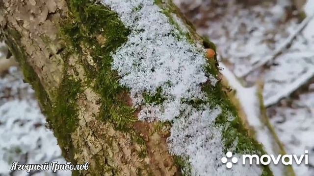 ❗В Курской области потепление, фламмулину ведрсобираем❗06.01.2025 г. Курская область❗