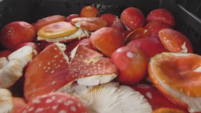 Взял старт _БЕШЕННОЙ ОСЕННЕЙ ГОНКИ_