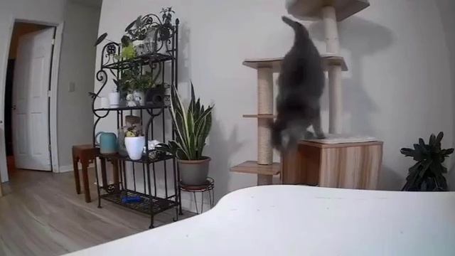 Кот спалил собаку