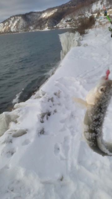 Поймал сегодня на пыздрика )