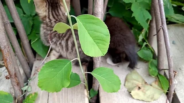 Коты-воители | БУКТРЕЙЛЕР