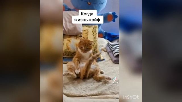 Подборка приколов с животными #23 - смех без конца!