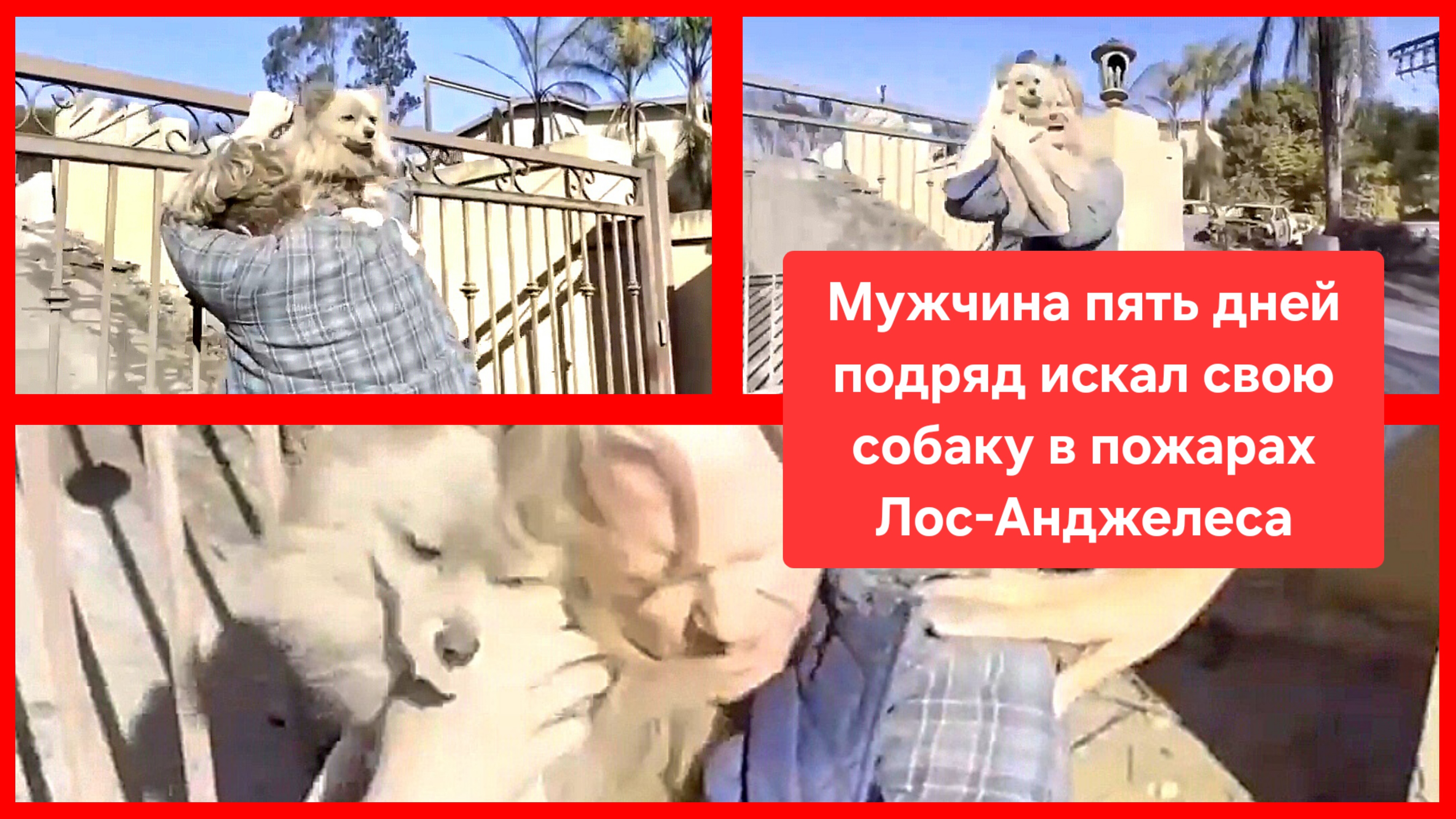 Я не плакать захожу в интернет... Мужчина пять дней подряд искал свою собаку в пожарах Лос-Анджелеса