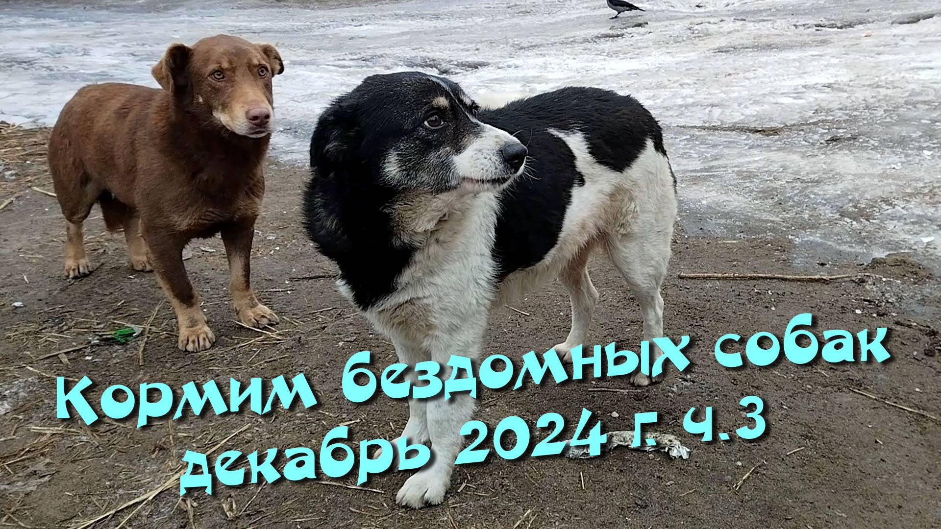 Кормим бездомных собак. Декабрь 2024 г. ч.3