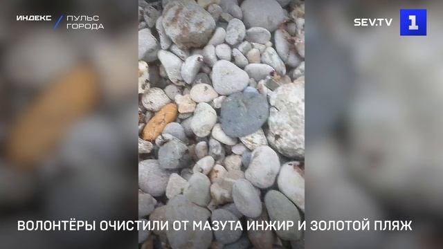 Волонтёры очистили от мазута Инжир и Золотой пляж