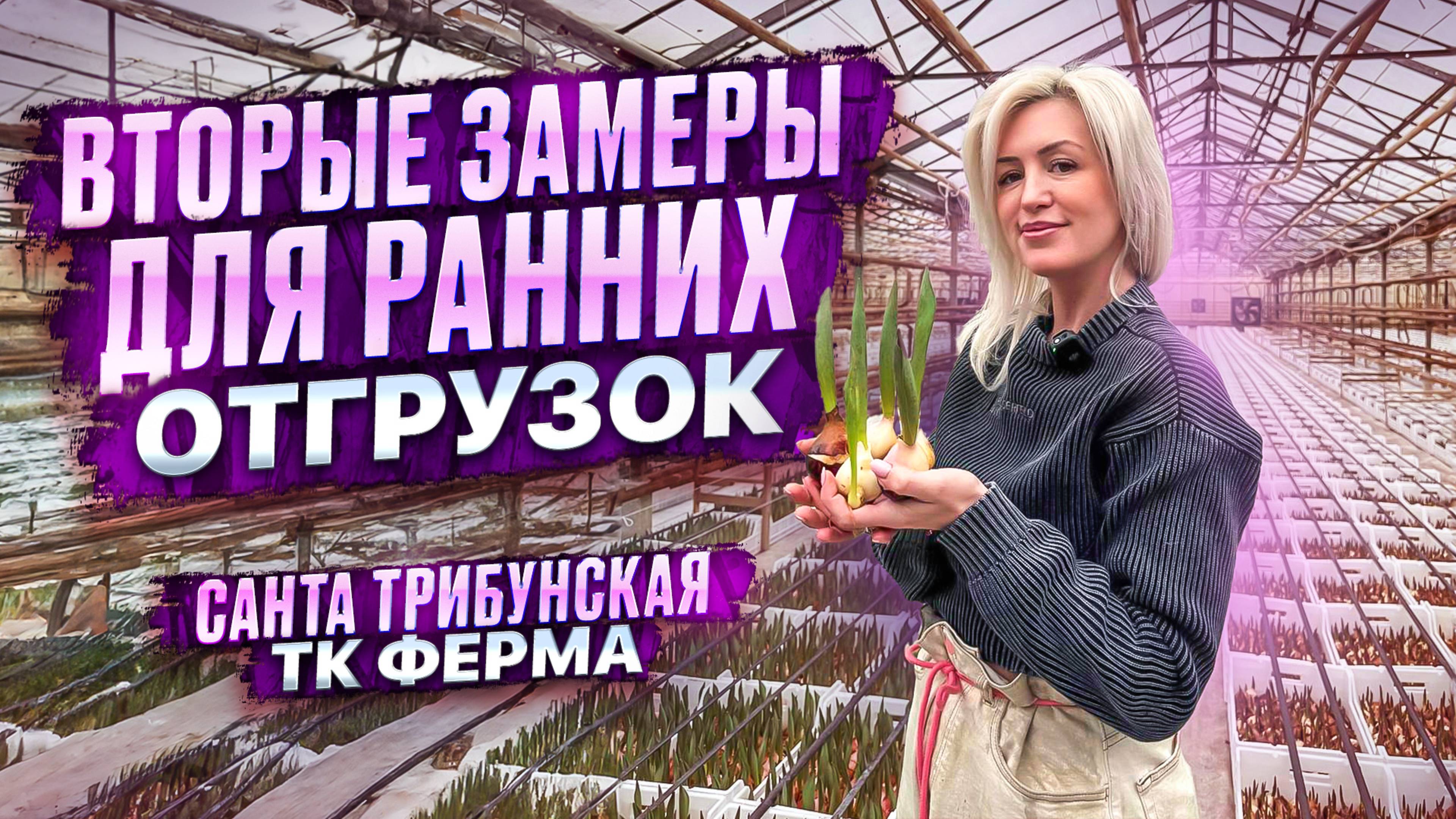 ЗАМЕРЫ ТЮЛЬПАНОВ. Ранние отгрузки.