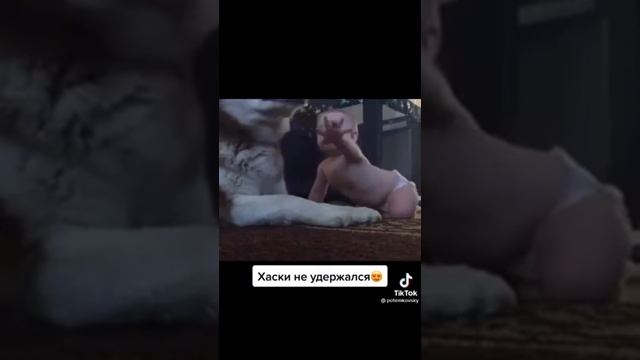 Подборка приколов с животными #20 - смех без конца!