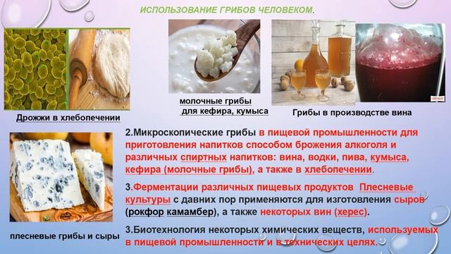 Значение грибов