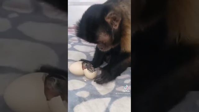 Подборка приколов с животными #12 - смех без конца!