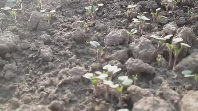 Посадка сидератов весной