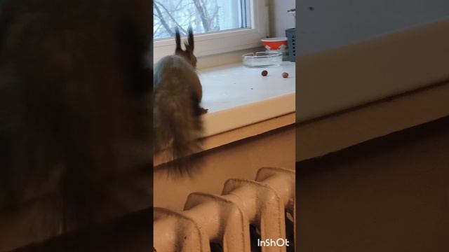 Новогоднее приключение Шустрика