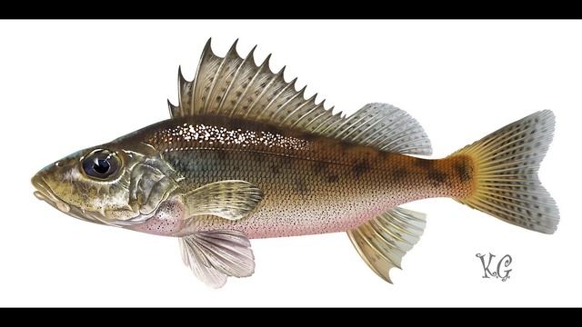 Костромской вояж. Часть 7. Галич. Сюрпризное видео.