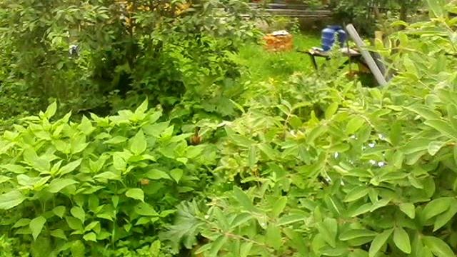 2015 Огород, жимолость.mp4