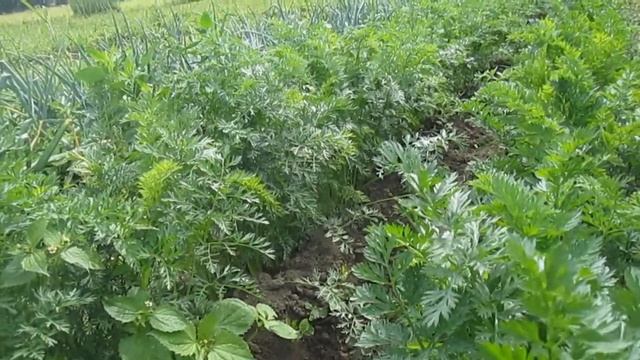 Выращивание моркови