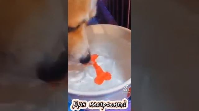 Подборка приколов с животными #7 - смех без конца!