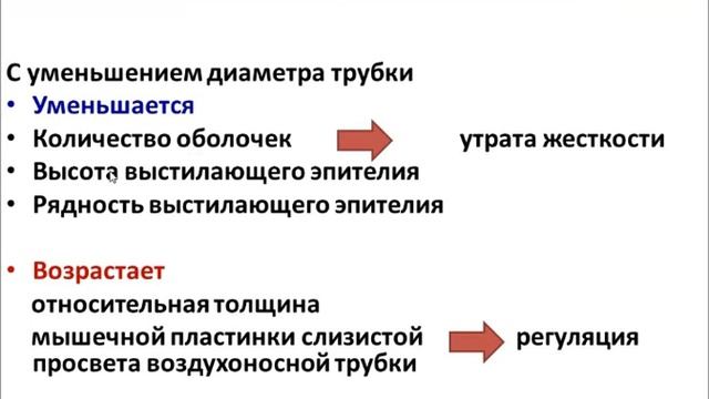 Лекция 7.  Дыхательная система | Князева Л.А.