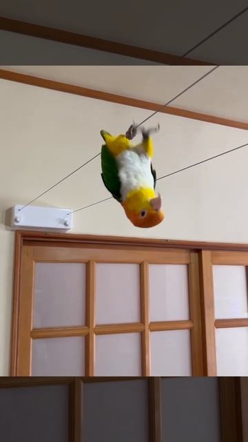 Попугайчик