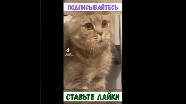 Подборка приколов с животными #15 - смех без конца!