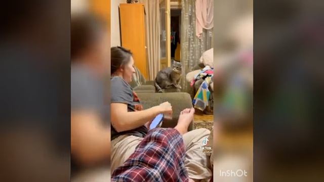 Подборка приколов с животными #28 - смех без конца!