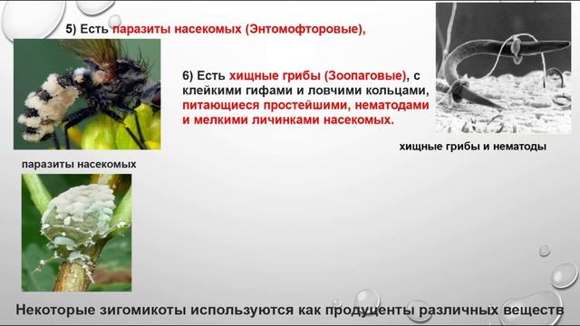 Систематика грибов