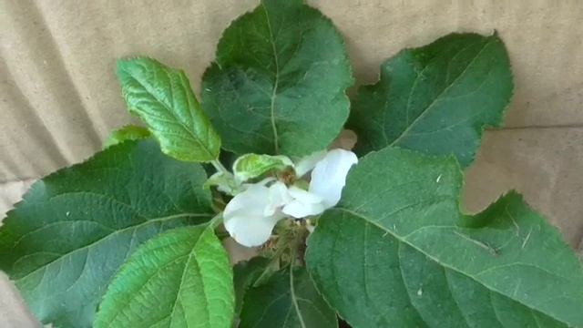 Если ошиблись при выборе почки при прививке