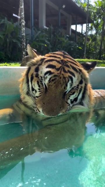Тигр в басейне