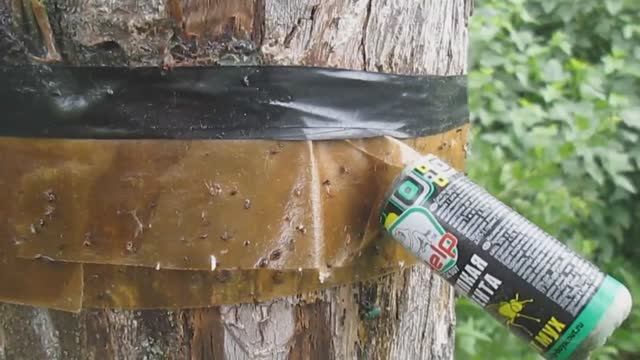 Ловушка для муравьев