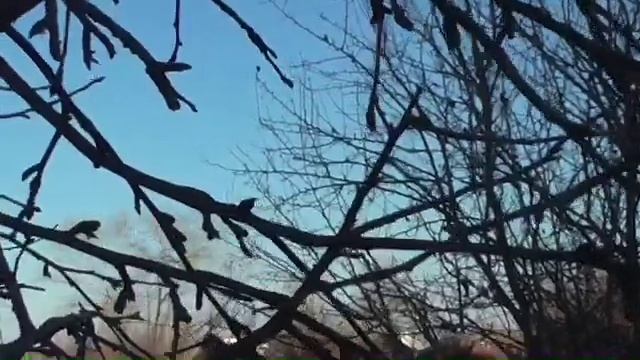 Как определить ростовую и цветочную почку