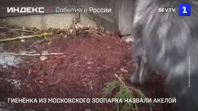 Гиенёнка из Московского зоопарка назвали Акелой