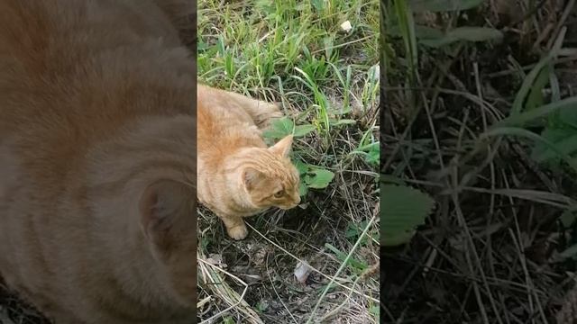 Соседские коты и Мурзик на даче