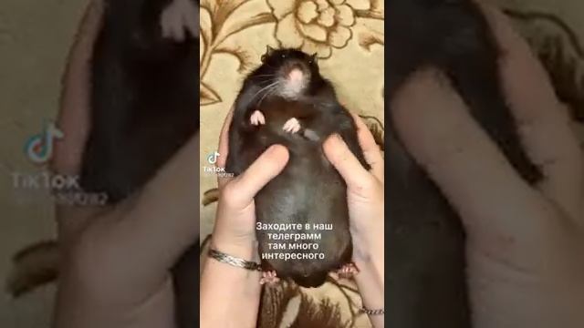 Подборка приколов с животными #21 - смех без конца!