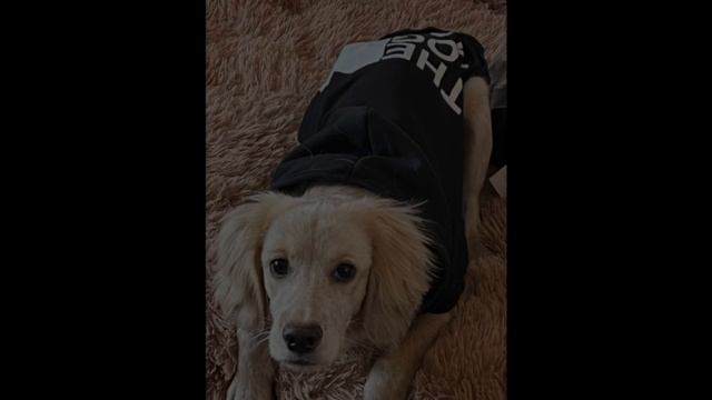 Истории: «Салют не для мохнатиков»