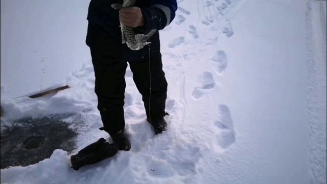 БВХ Логинский залив 2023