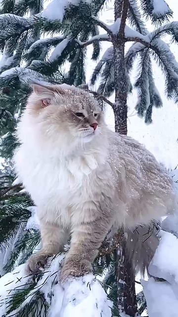 Снежный кот