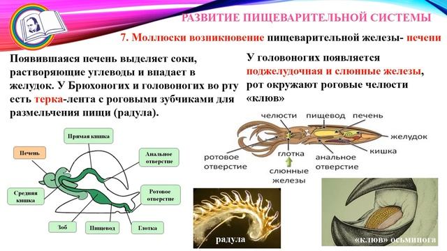 Пищеварение