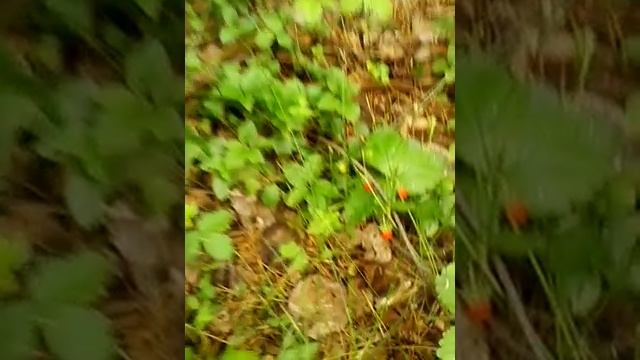 2014. Земляничное лето.mp4.mp4