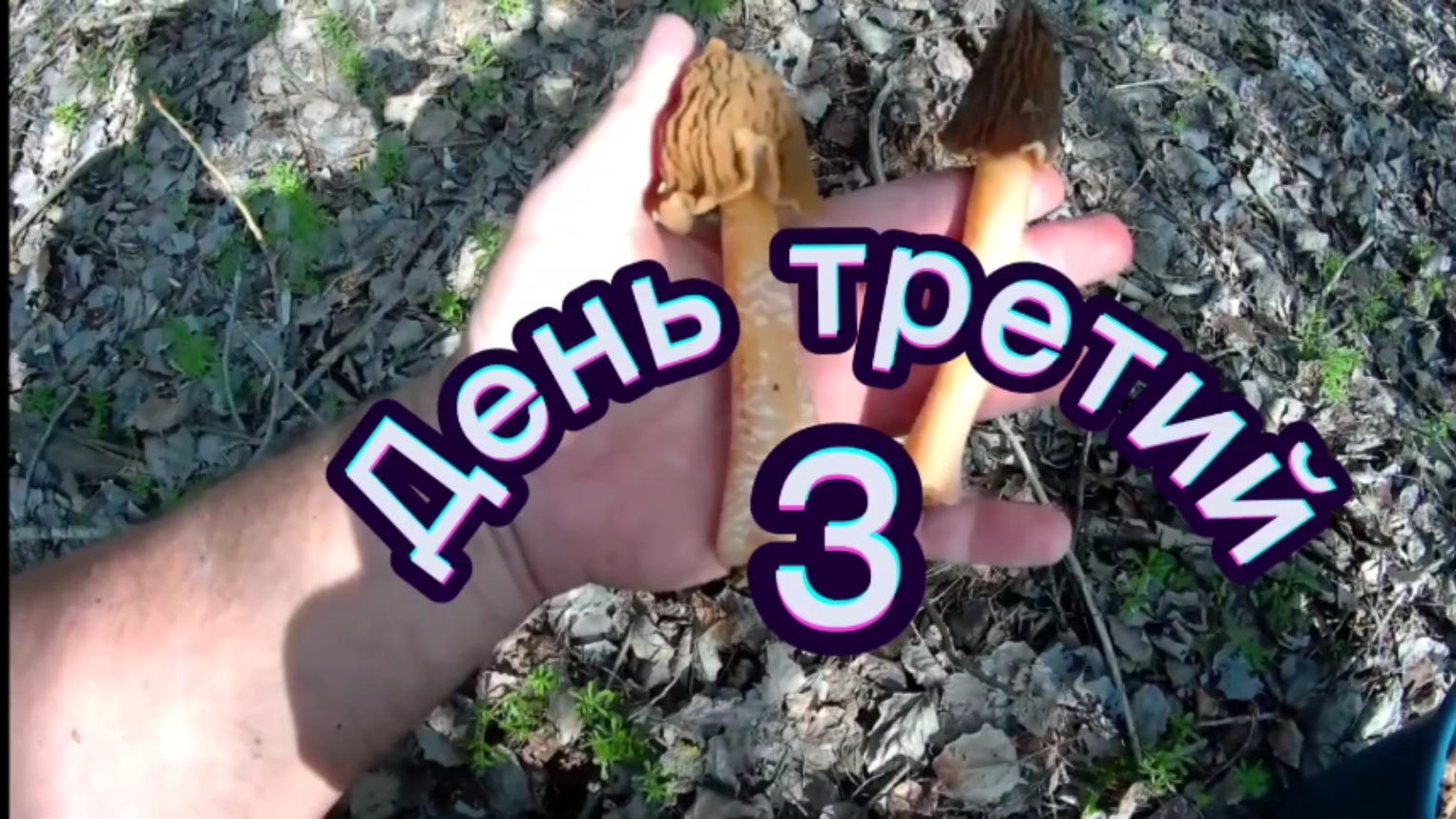 Сморчковая шапочка день третий