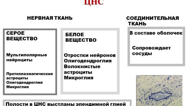 Лекция 2.  Нервная система | Князева Л.А.