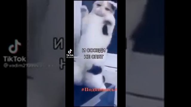 Подборка приколов с животными #16 - смех без конца!