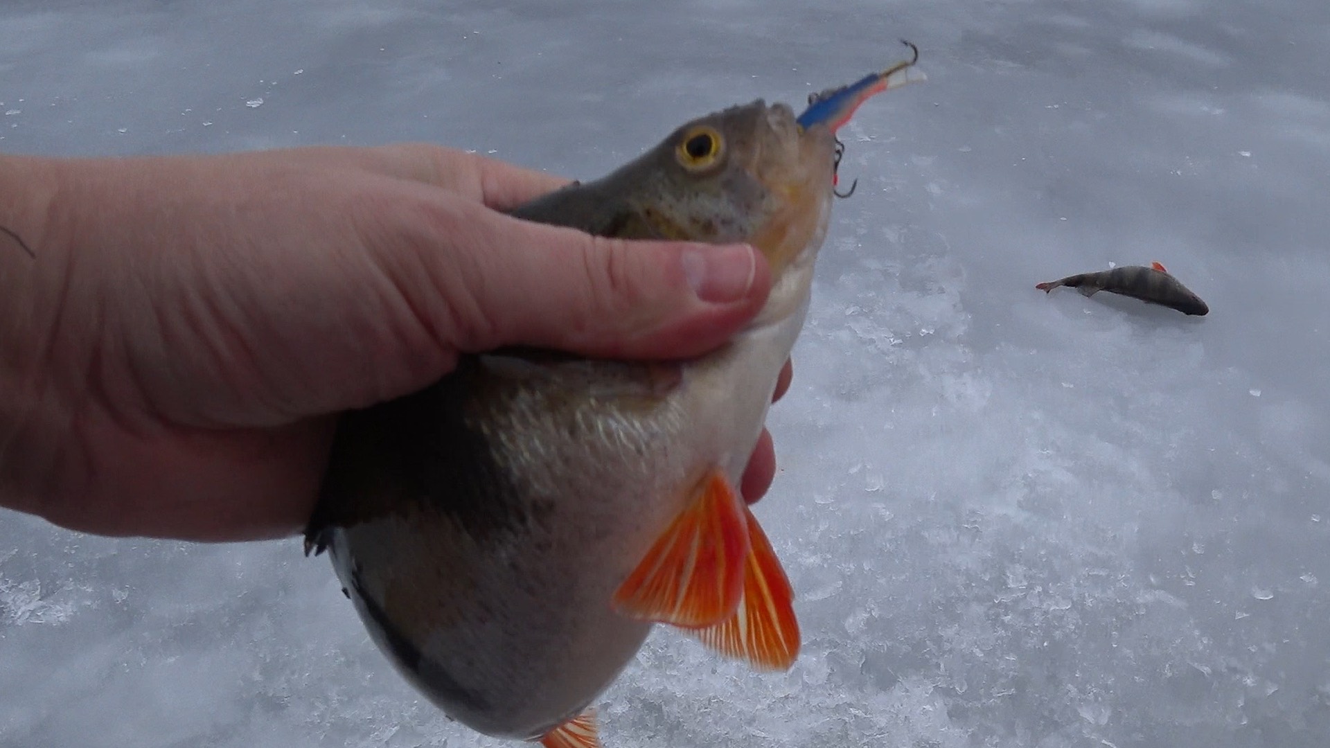 НАСТОЯЩИЙ ЖОР ОКУНЯ! АРБУЗА НЕ ОТПУСКАЮТ ДОМОЙ! В ПРИЛОВЕ СУДАК!