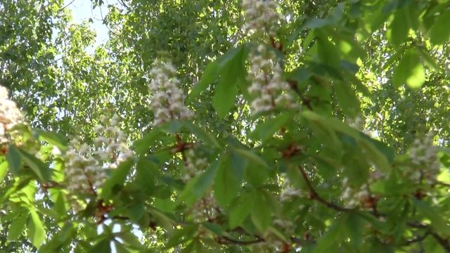 Зеленая весна БалАЭР 2018