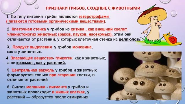 Царство грибов 6 класс