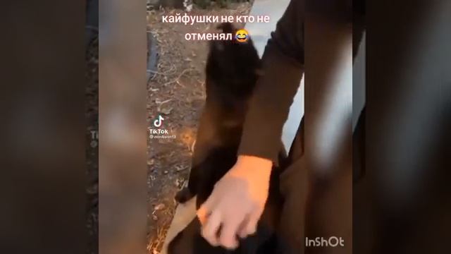 Подборка приколов с животными #25 - смех без конца!