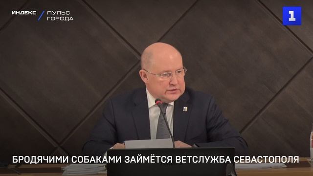 Бродячими собаками в Севастополе займётся ветслужба